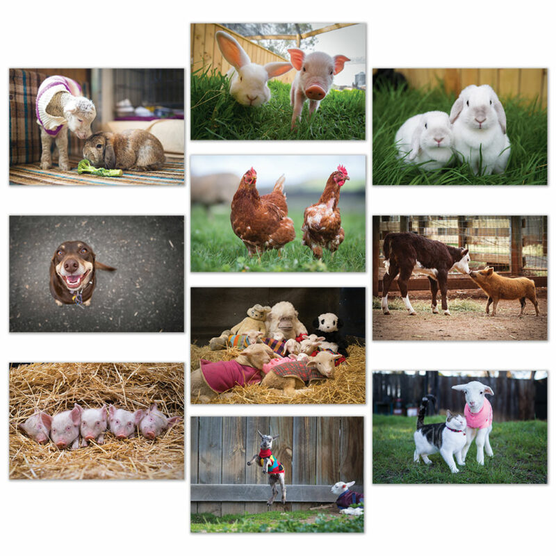 animal-greeting-cards-edgar-s-mission-farm-sanctuary