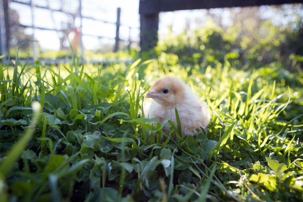 Chicks are cool, keep them out of school! - Edgar's Mission Farm Sanctuary