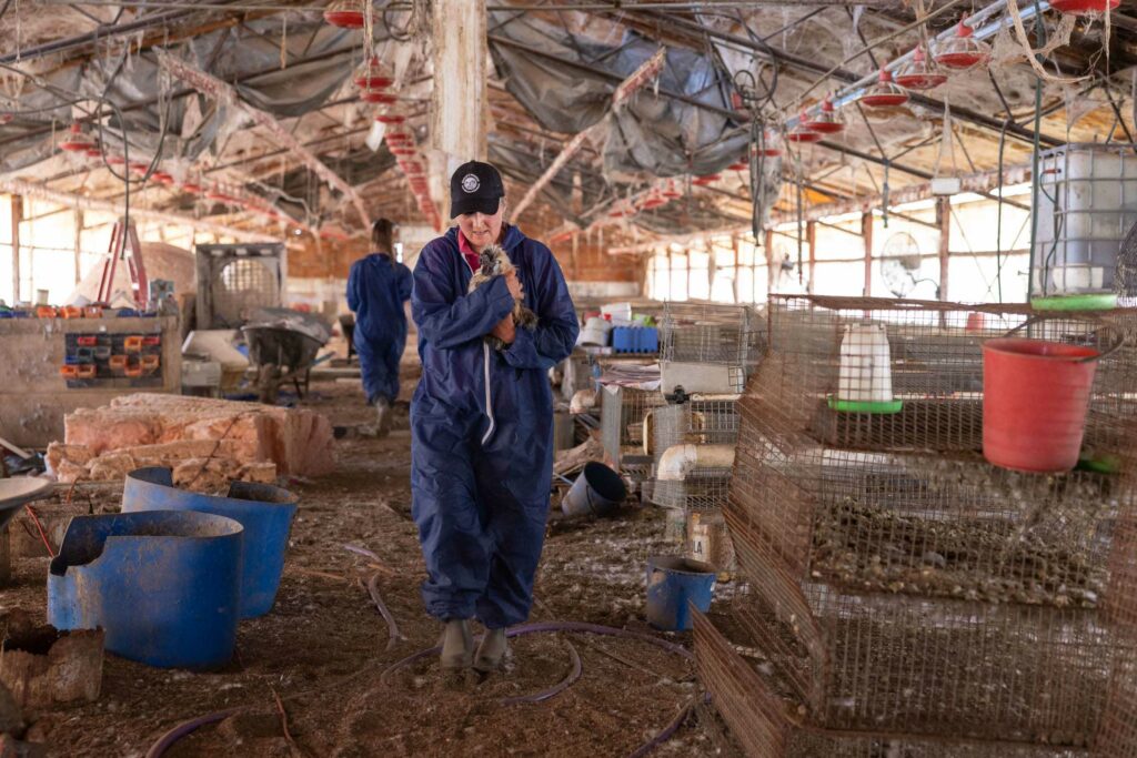 The Last Rooster - Edgar's Mission Farm Sanctuary