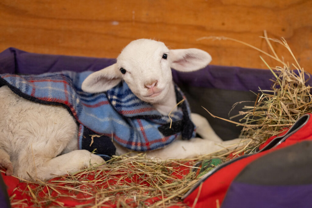 Kansas - Edgar's Mission Farm Sanctuary