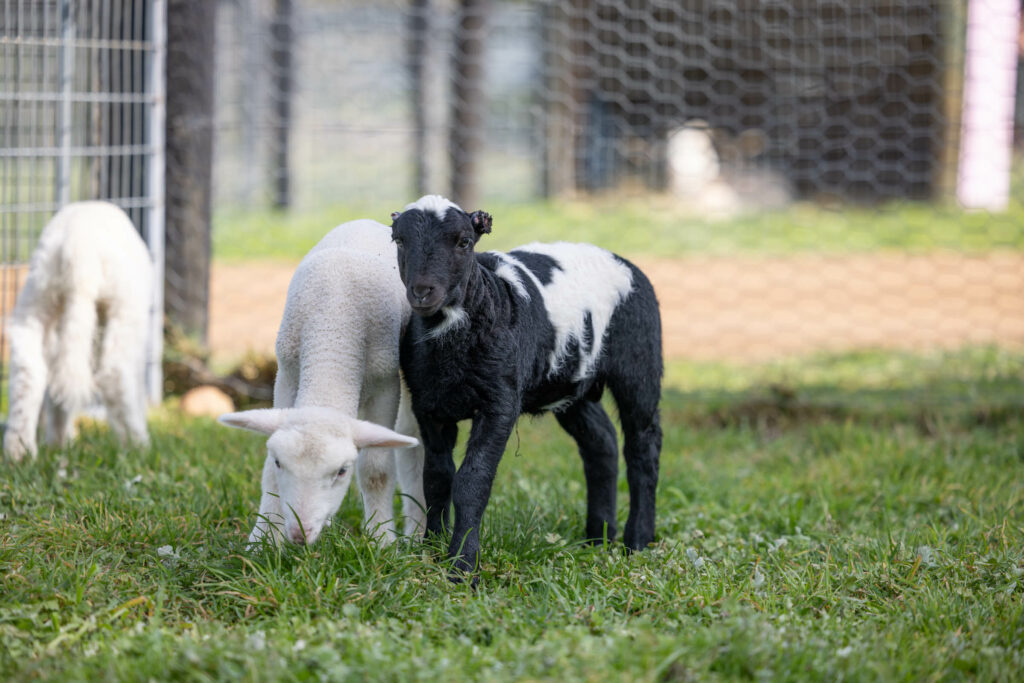 Bermuda - Edgar's Mission Farm Sanctuary