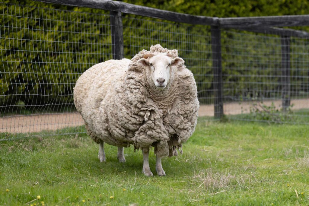 Shaun the Sheep - Edgar's Mission Farm Sanctuary