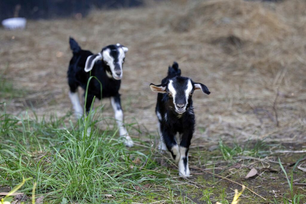 Brandy & Mandy - Edgar's Mission Farm Sanctuary