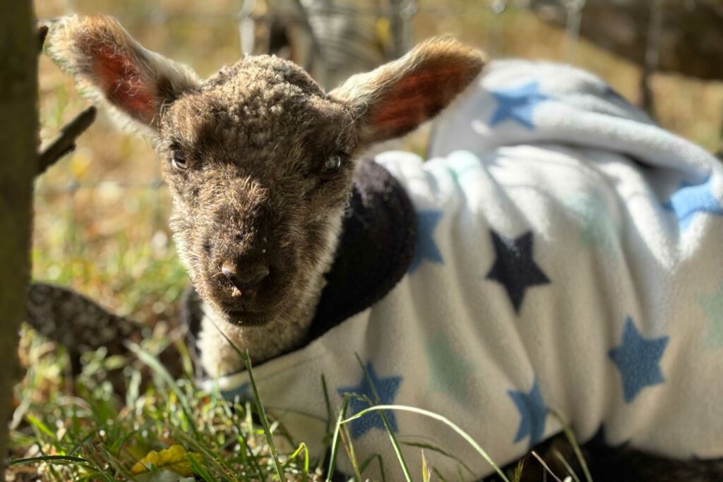 Oslo - Edgar's Mission Farm Sanctuary