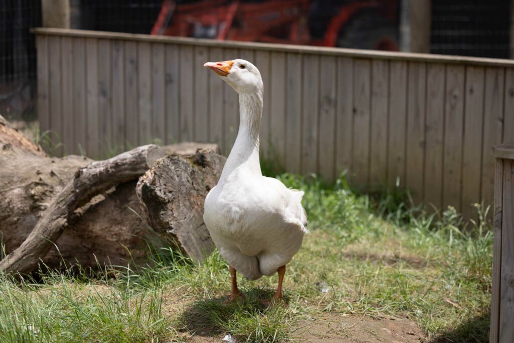 The Incredible Honk - Edgar's Mission Farm Sanctuary