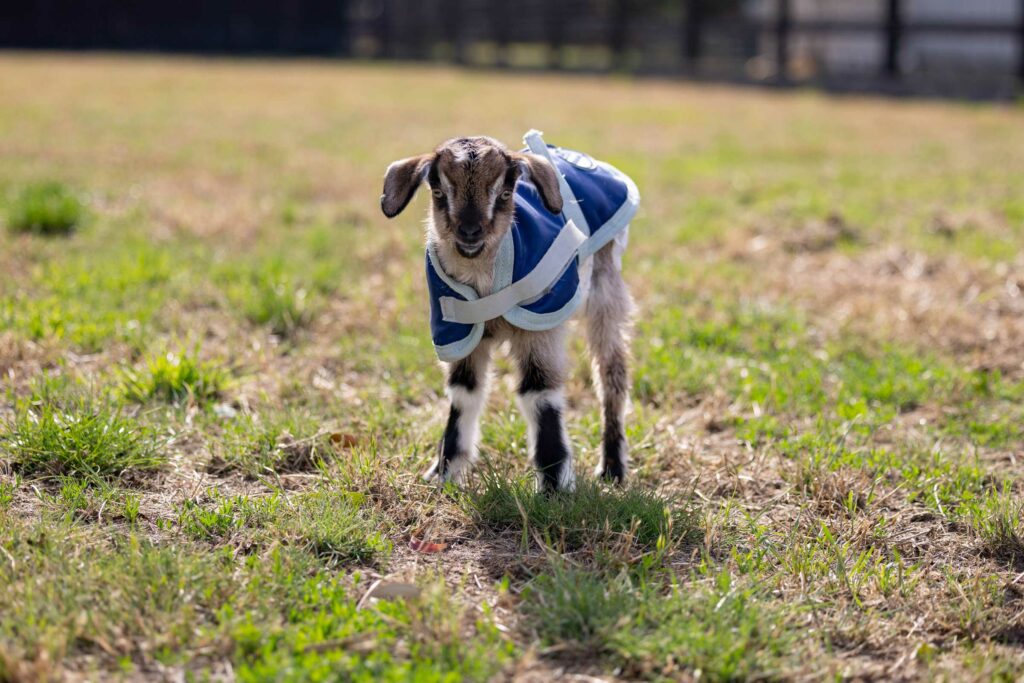 The New Kid - Edgar's Mission Farm Sanctuary
