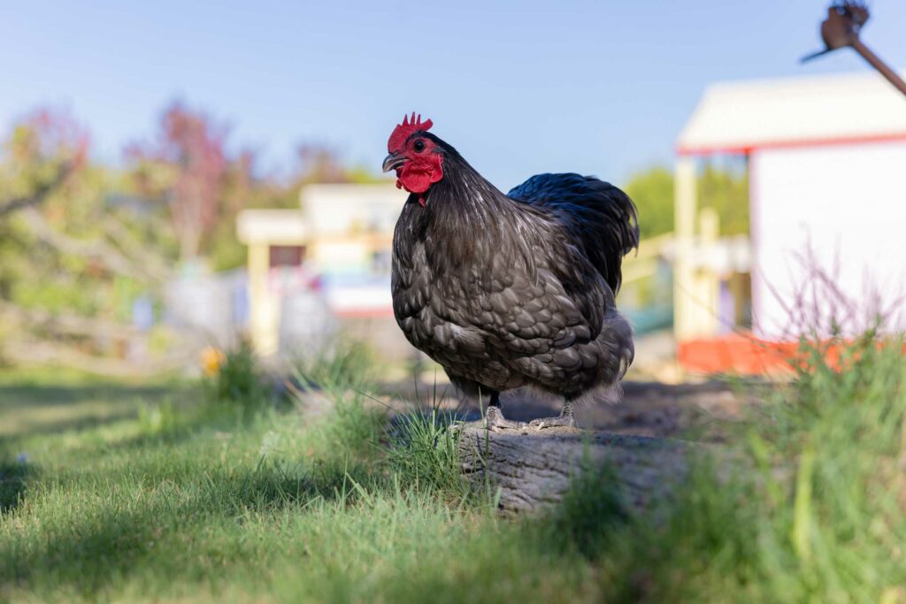 Rembrandt - Edgar's Mission Farm Sanctuary