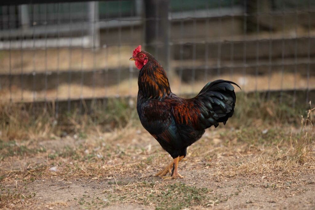 Tylden Lad - Edgar's Mission Farm Sanctuary