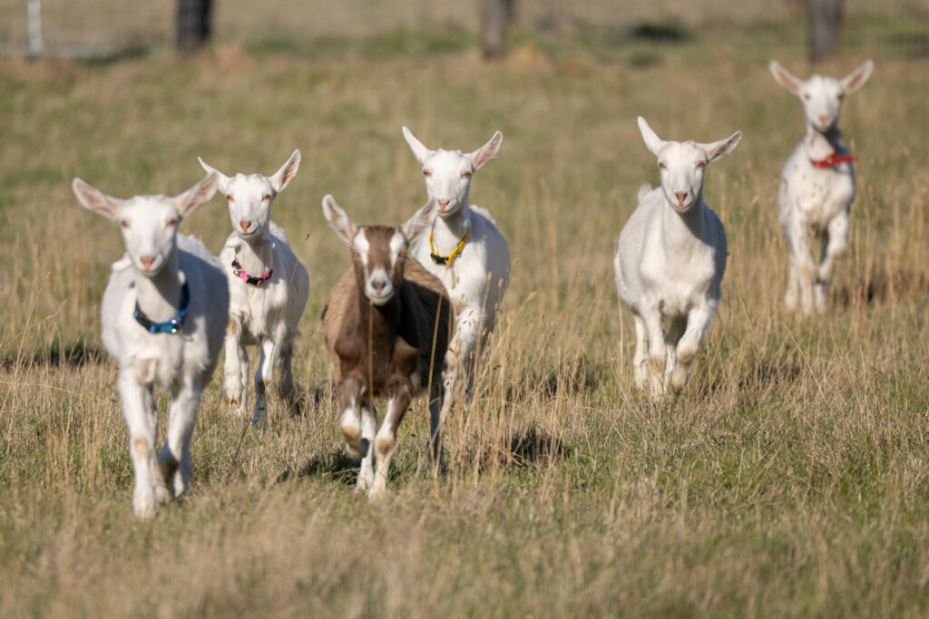 The 'Friends' Goats - Edgar's Mission Farm Sanctuary