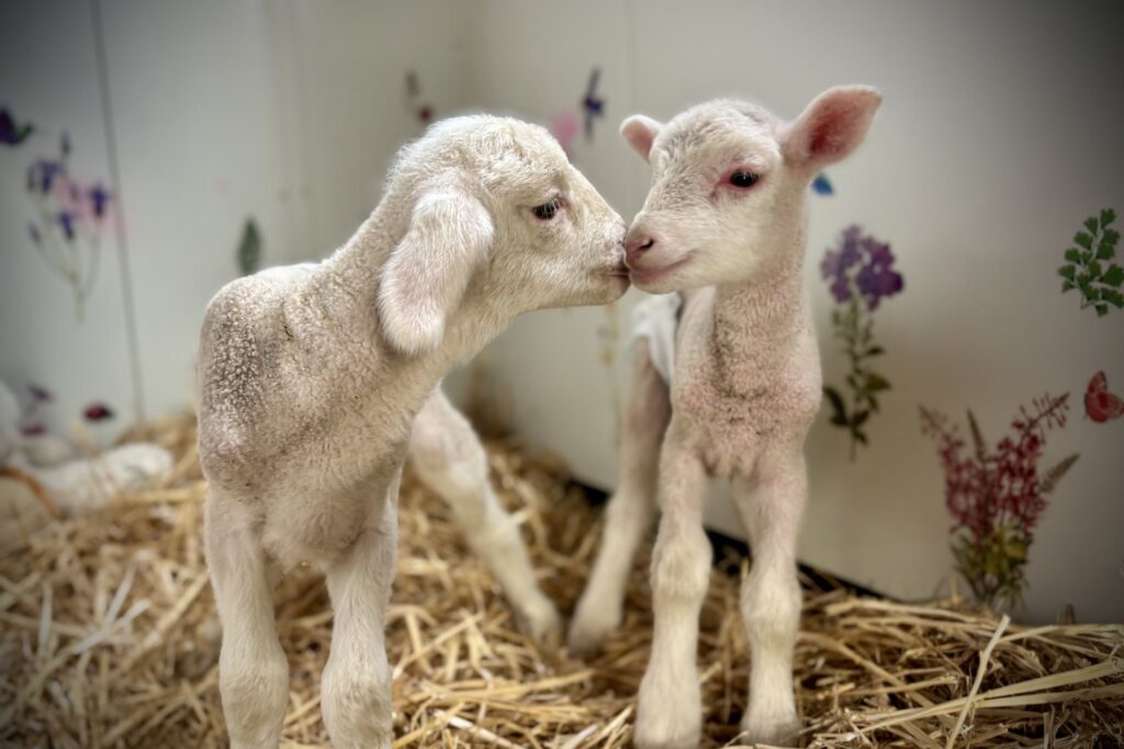 Spruce & Oak - Edgar's Mission Farm Sanctuary