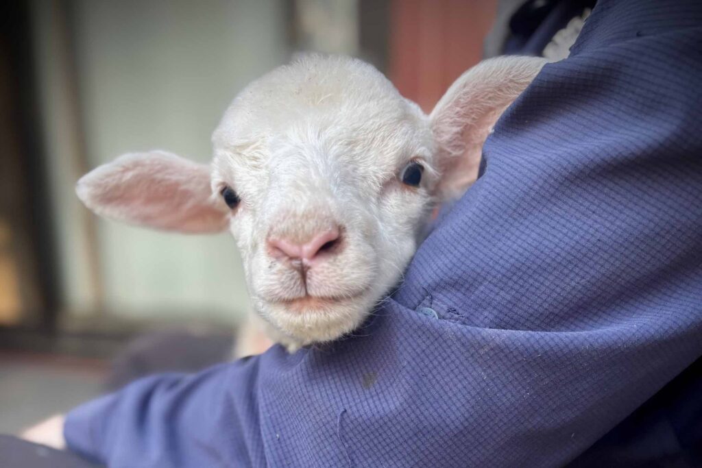 Cedar (RIP) - Edgar's Mission Farm Sanctuary