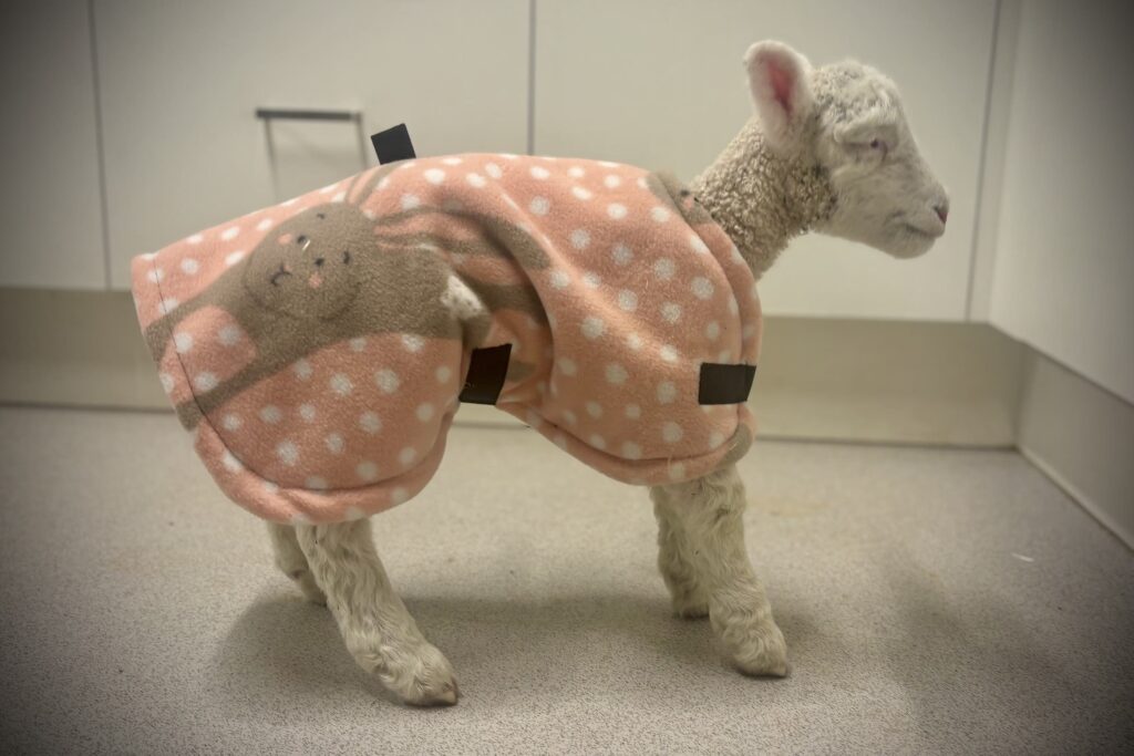 Tamarind (RIP) - Edgar's Mission Farm Sanctuary