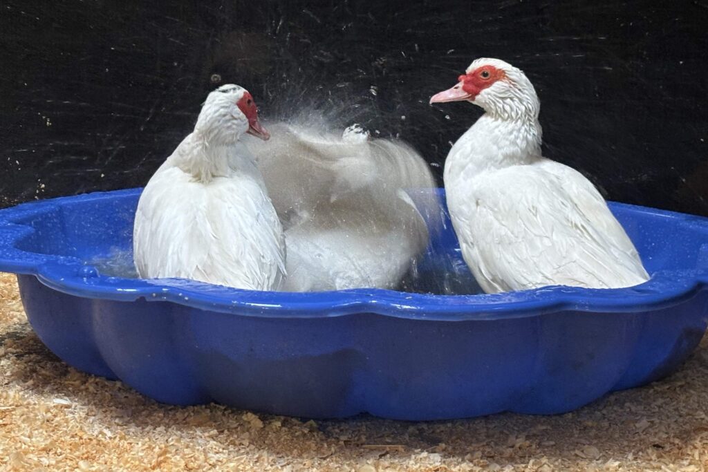 Dandy & Friends - Edgar's Mission Farm Sanctuary