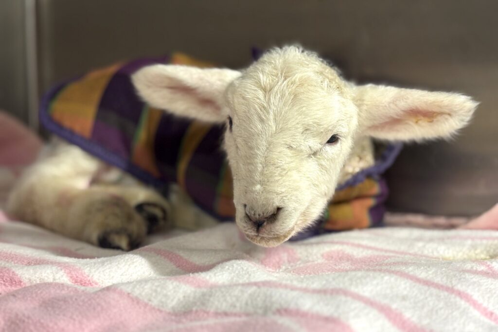 Tilia - Edgar's Mission Farm Sanctuary
