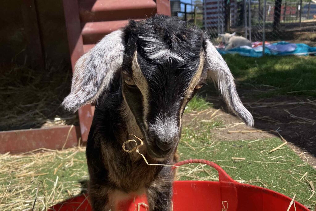 Princess Mahra - Edgar's Mission Farm Sanctuary