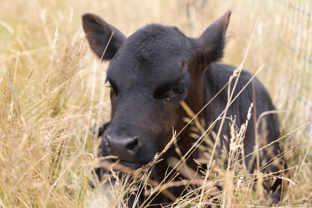 Duke of Gloucester - Edgar's Mission Farm Sanctuary