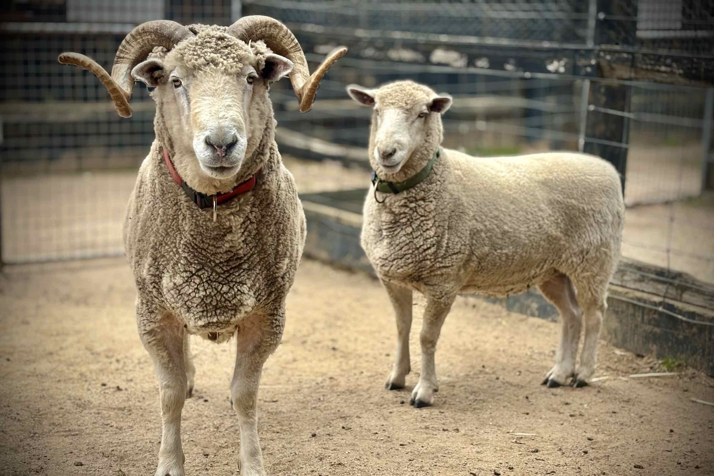 Dave & Mabel - Edgar's Mission Farm Sanctuary